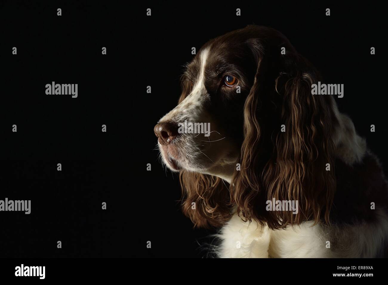 English Springer Spaniel Portrait Stock Photo - Alamy