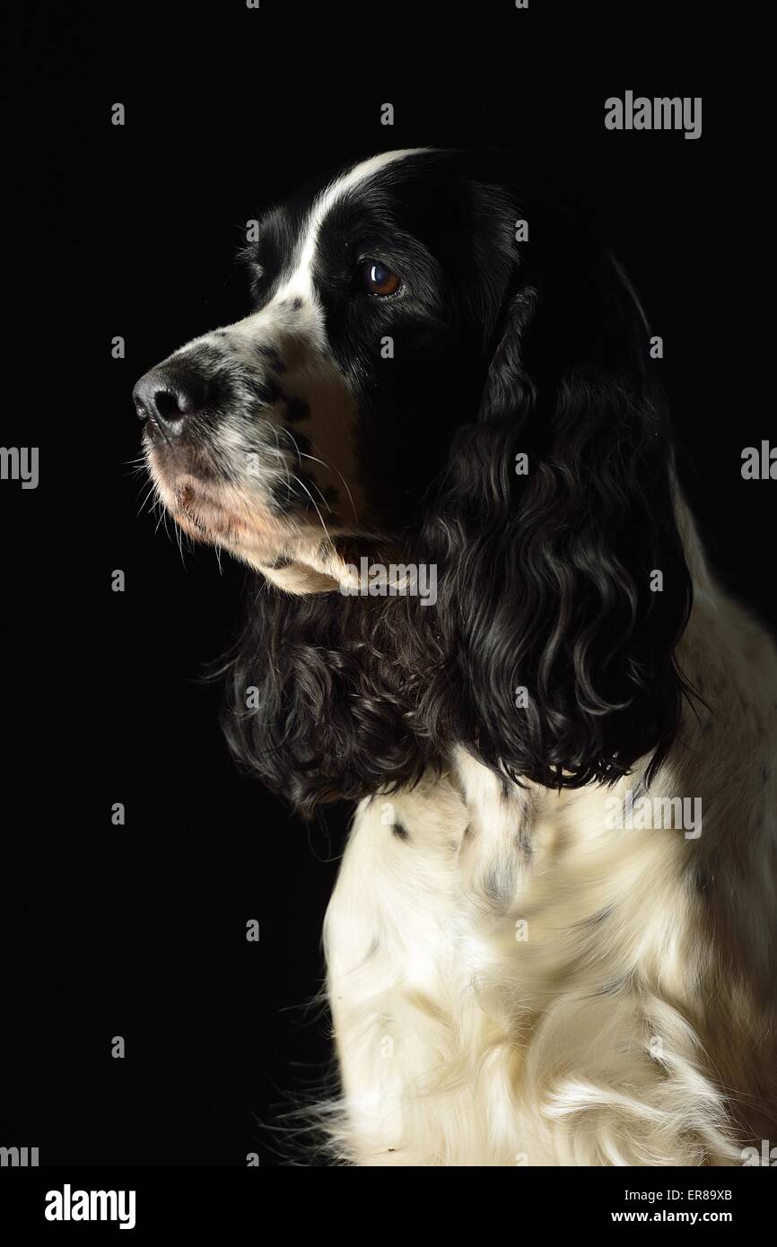 English Springer Spaniel Portrait Stock Photo - Alamy
