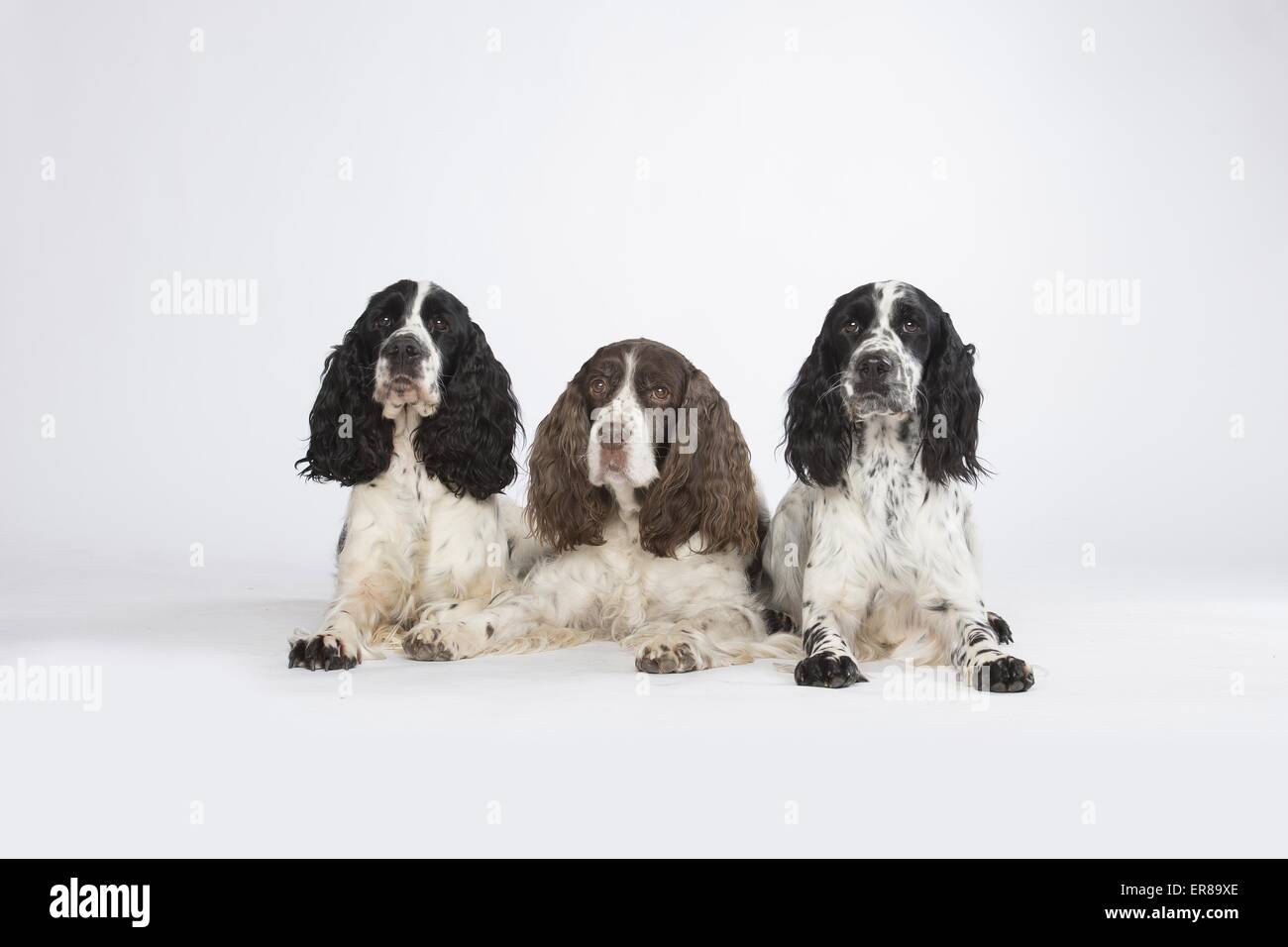 Springer spaniel cut hi-res stock photography and images - Alamy