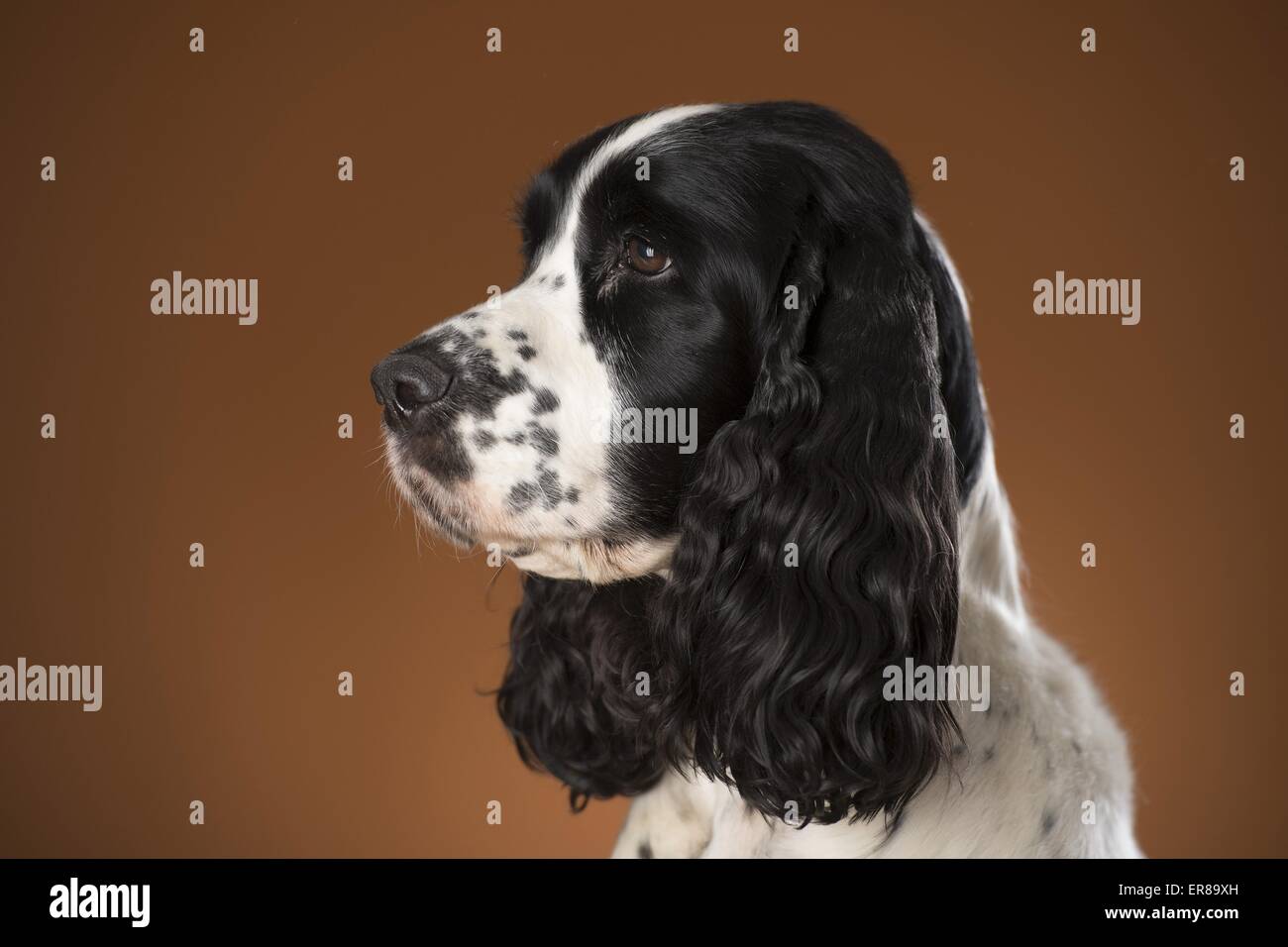 English Springer Spaniel Portrait Stock Photo - Alamy