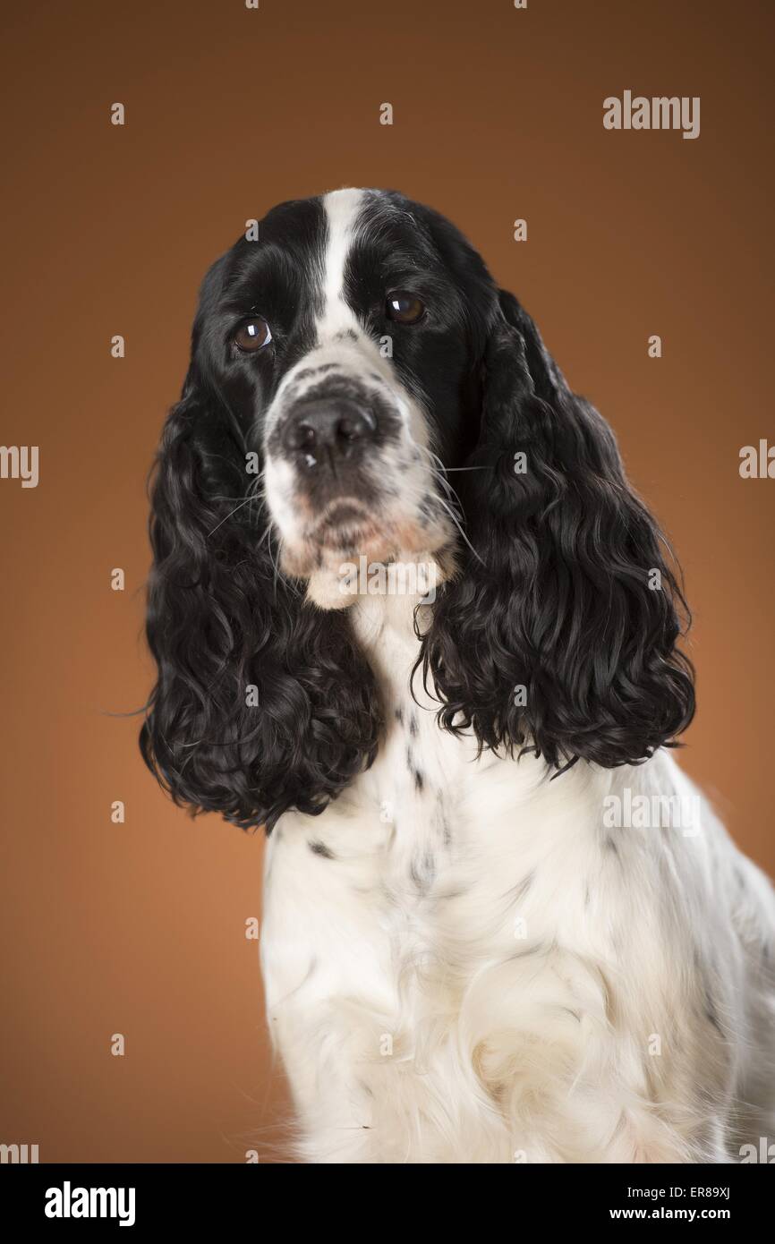 English springer spaniel portrait hi-res stock photography and images ...