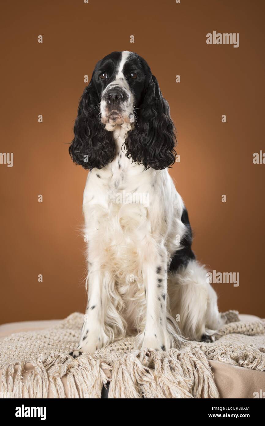 sitting English Springer Spaniel Stock Photo - Alamy