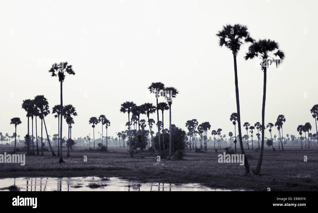 Trees on landscape against clear sky, Phnom Penh, Cambodia Stock Photo ...