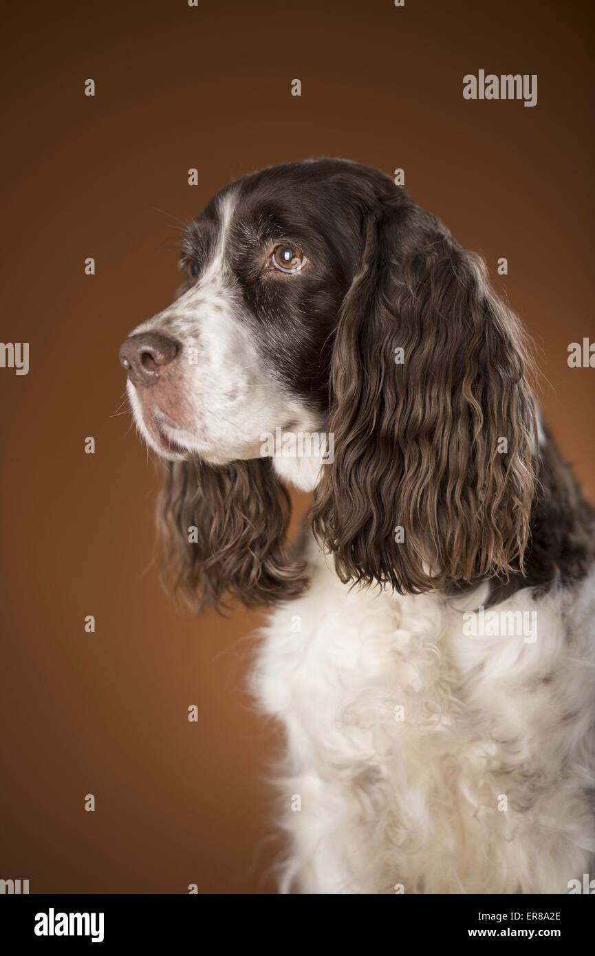 English Springer Spaniel Portrait Stock Photo - Alamy