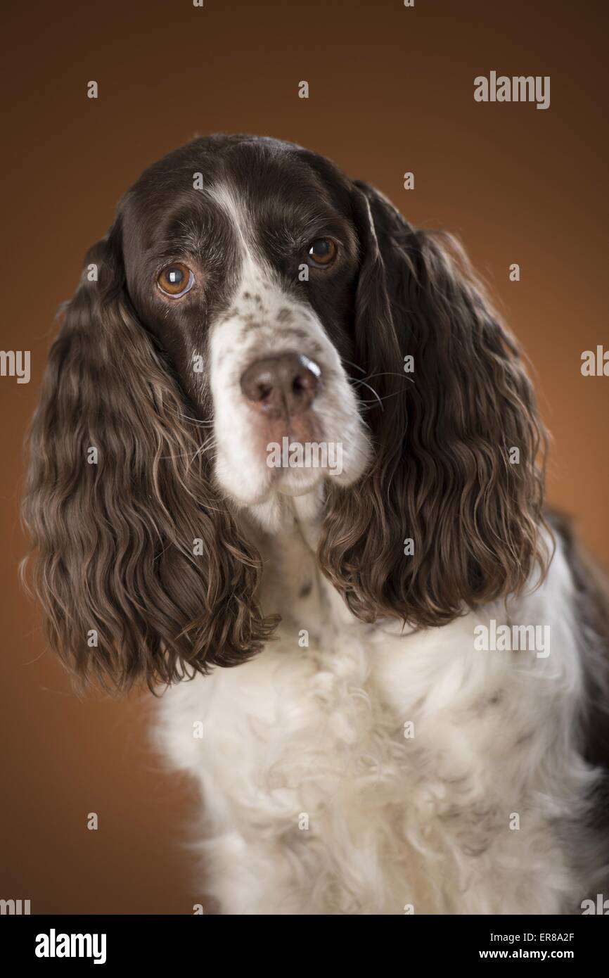 English Springer Spaniel Portrait Stock Photo - Alamy