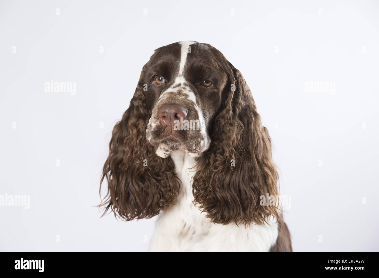 English Springer Spaniel Portrait Stock Photo - Alamy