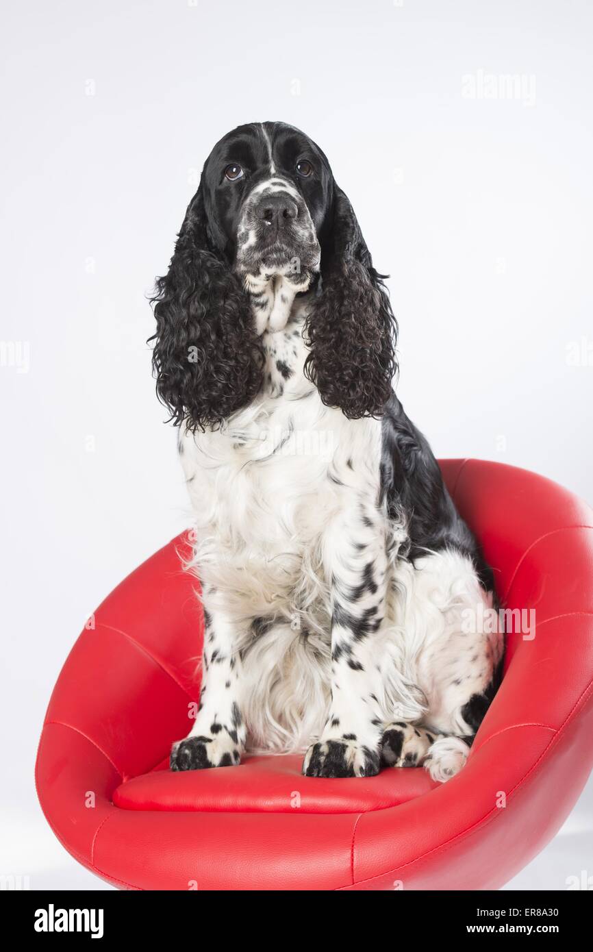 sitting English Springer Spaniel Stock Photo - Alamy