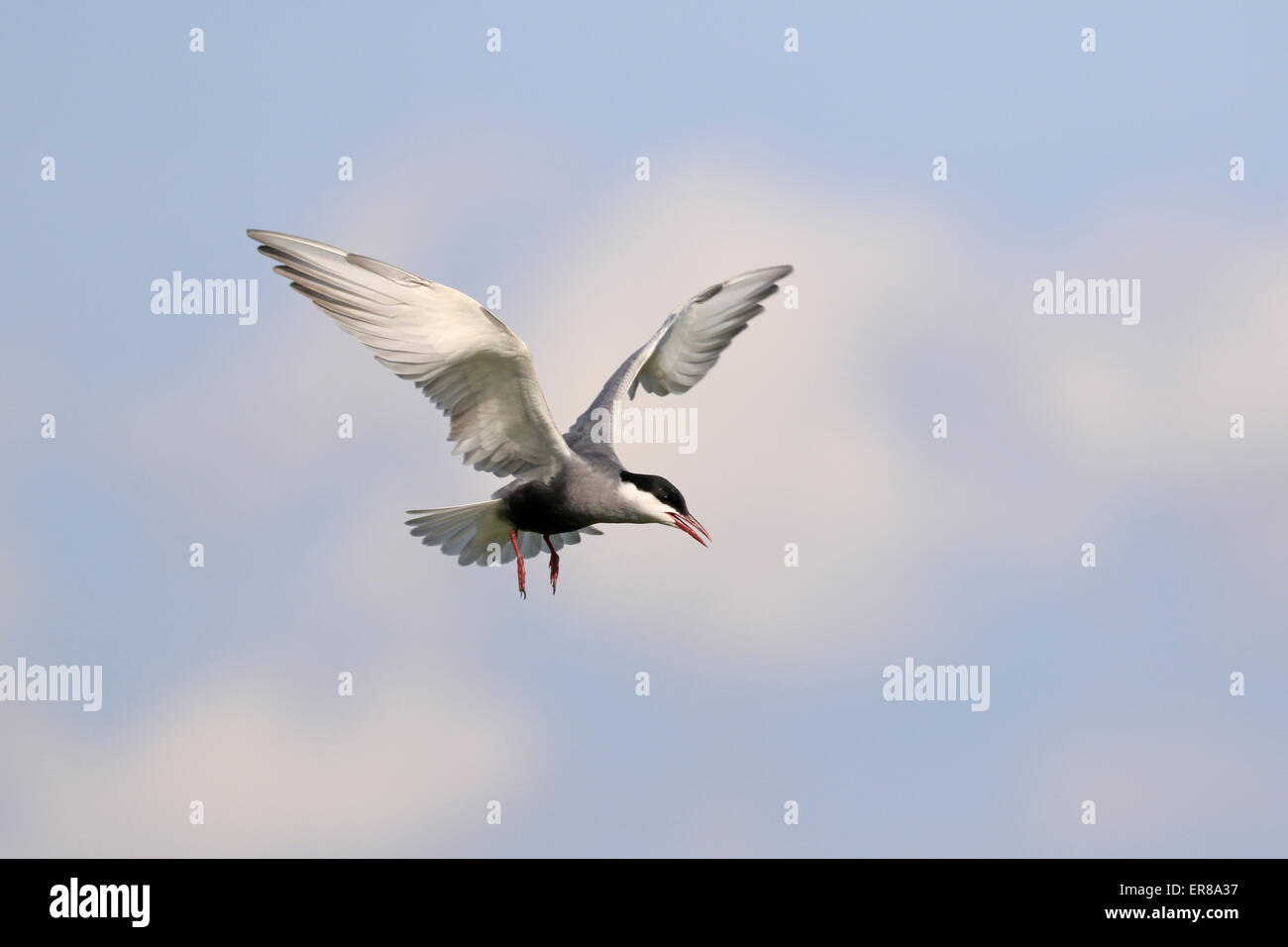 Flying whiskered tern hi-res stock photography and images - Alamy
