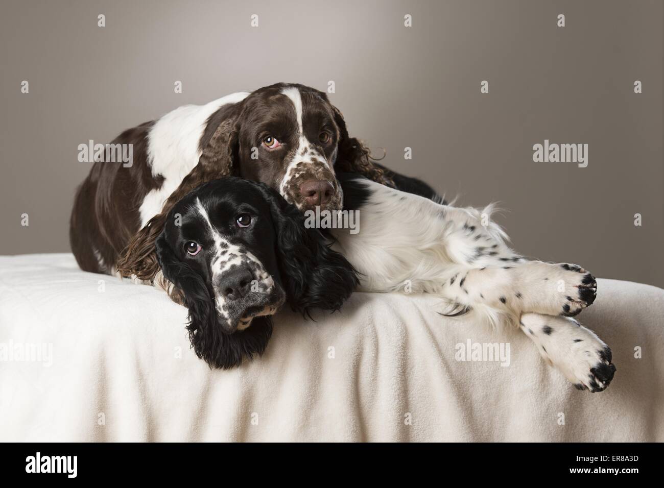2 English Springer Spaniel Stock Photo - Alamy