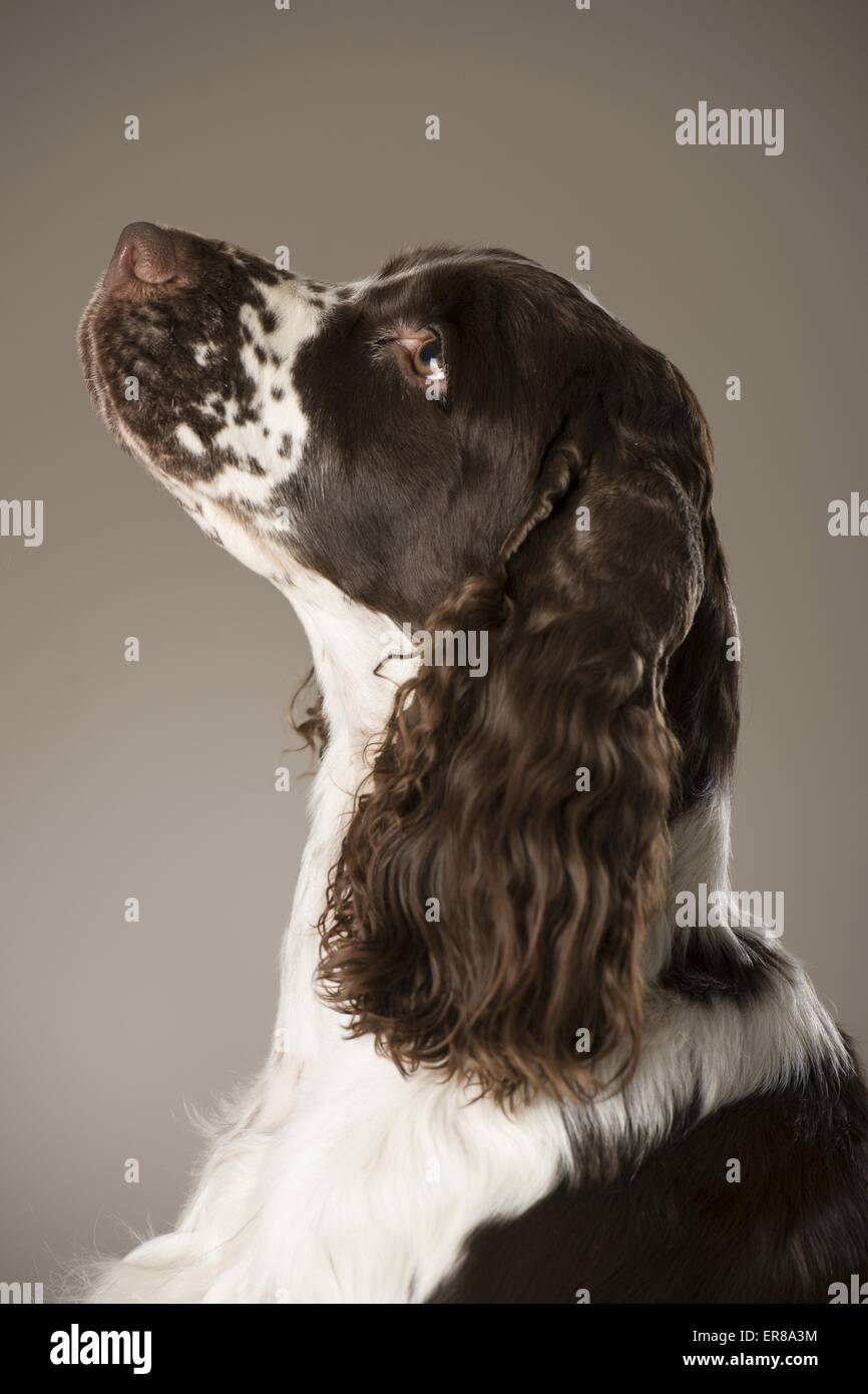 English Springer Spaniel Portrait Stock Photo - Alamy