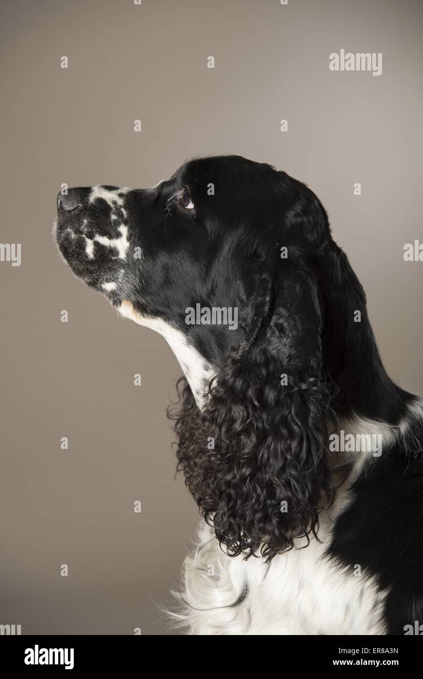 English Springer Spaniel Portrait Stock Photo - Alamy