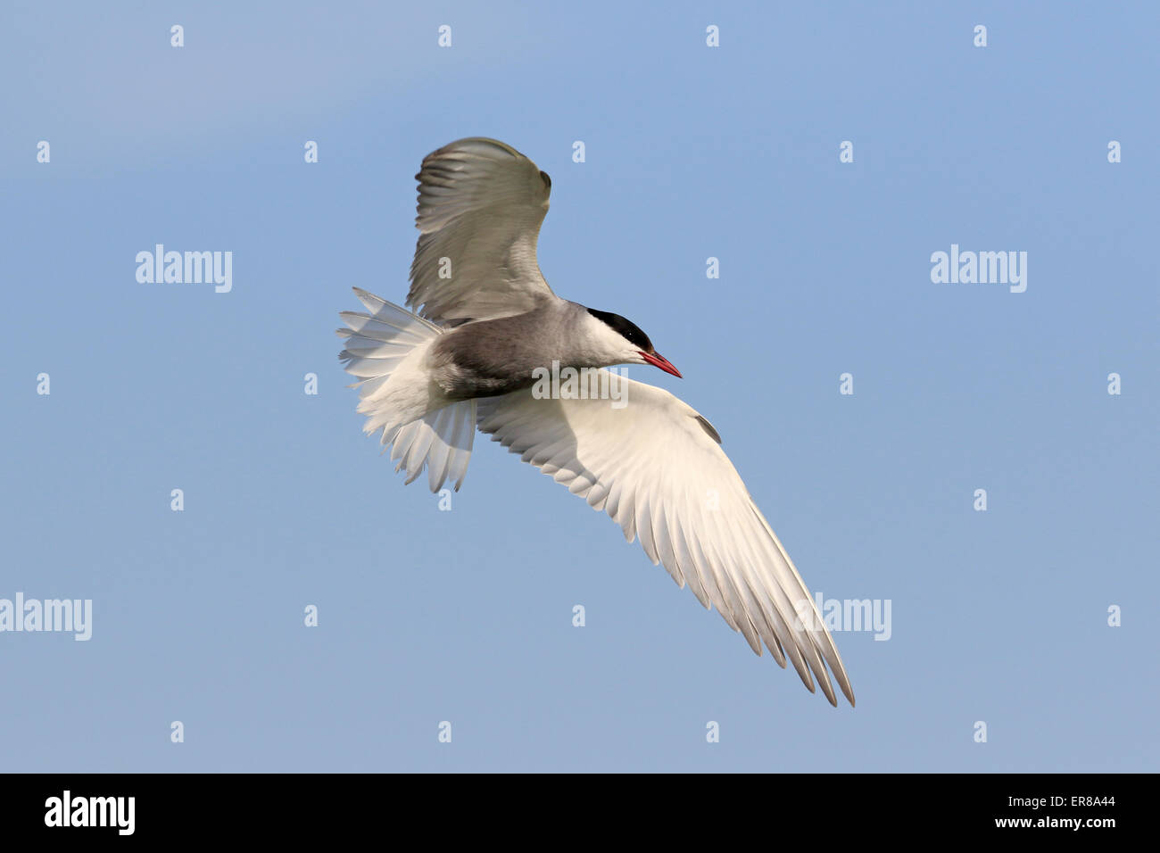 Adult Whiskered Tern in flight Stock Photo - Alamy