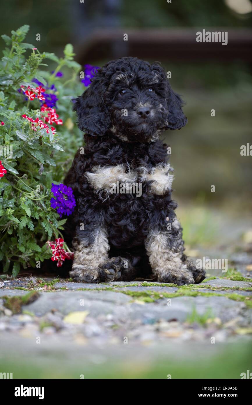 Sitting black and tan poodle hi-res stock photography and images - Alamy