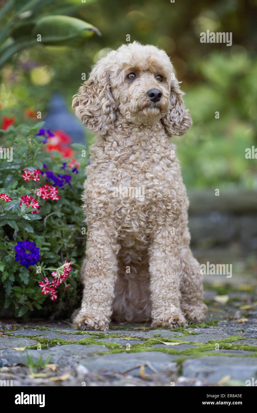sitting Standard Poodle Stock Photo - Alamy