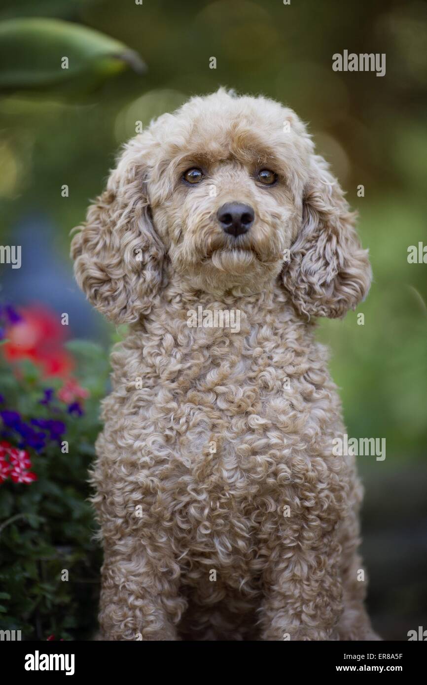 Standard Poodle portrait Stock Photo - Alamy
