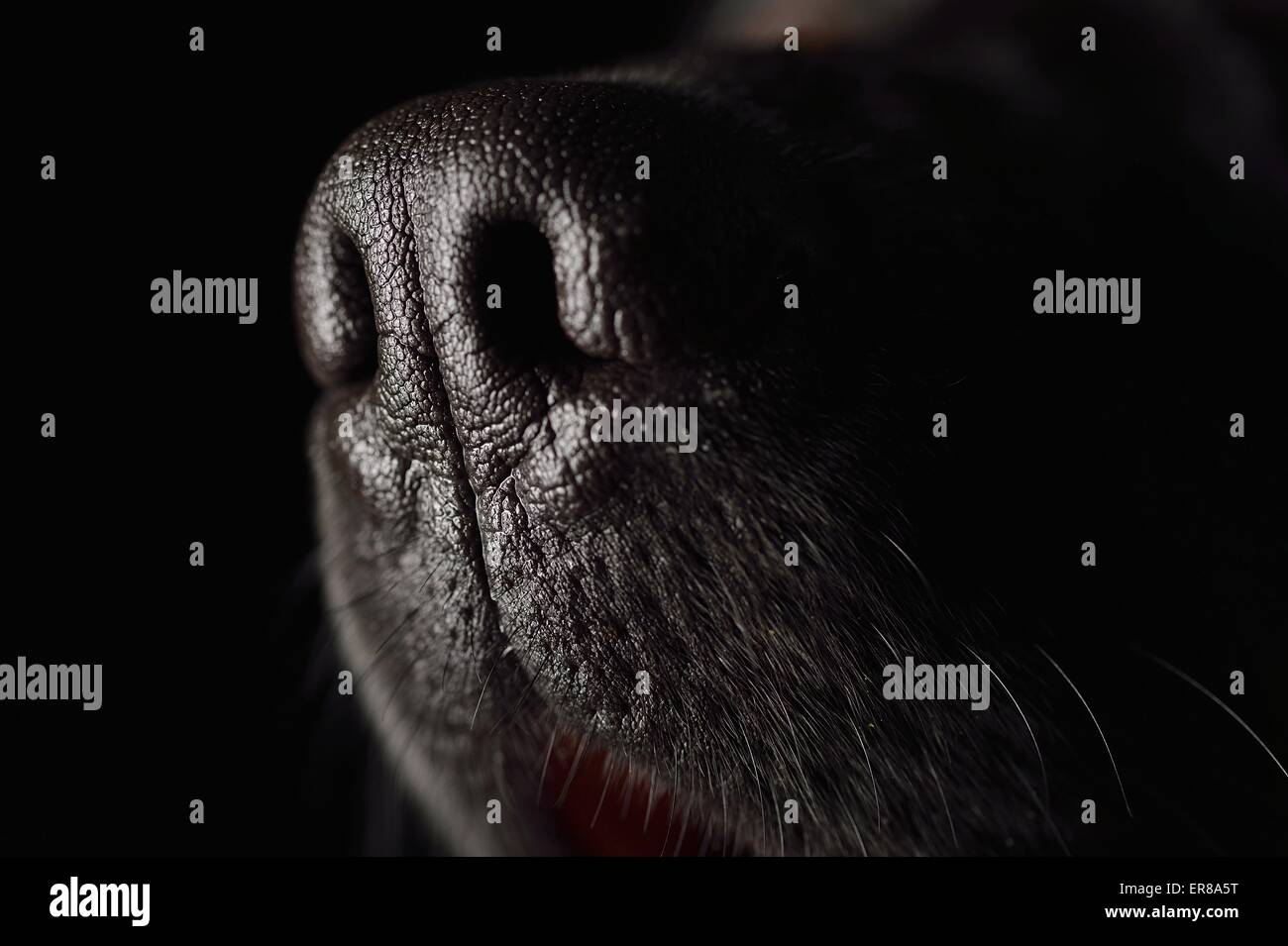 Labrador Retriever nose Stock Photo - Alamy