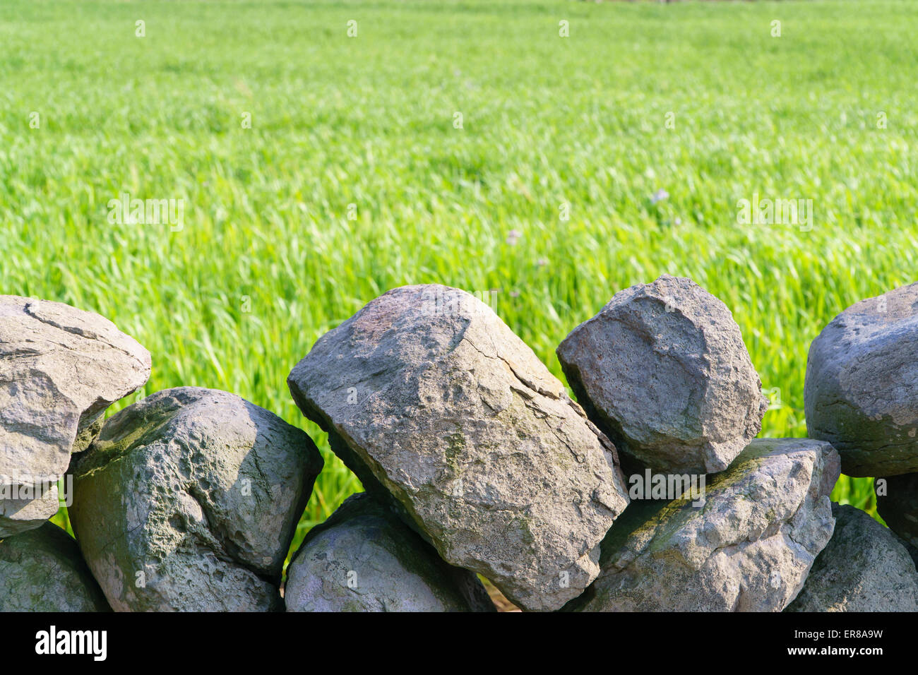 Barley stone background hi-res stock photography and images - Alamy