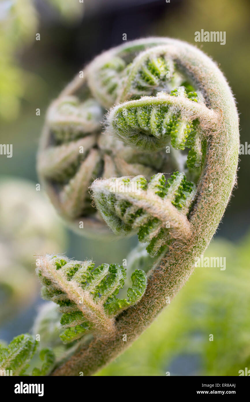 Close-up of fiddlehead fern Stock Photo - Alamy