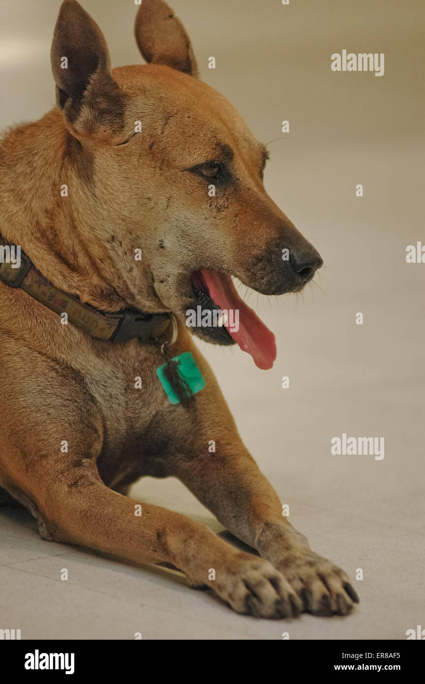 dog sit and exhaust Stock Photo - Alamy