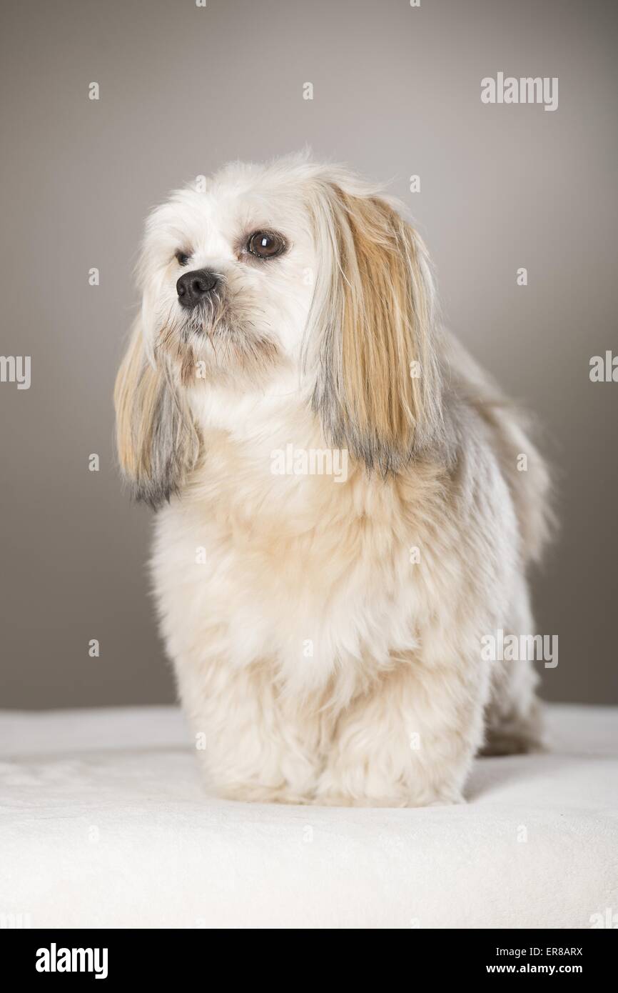 standing Lhasa Apso Stock Photo - Alamy