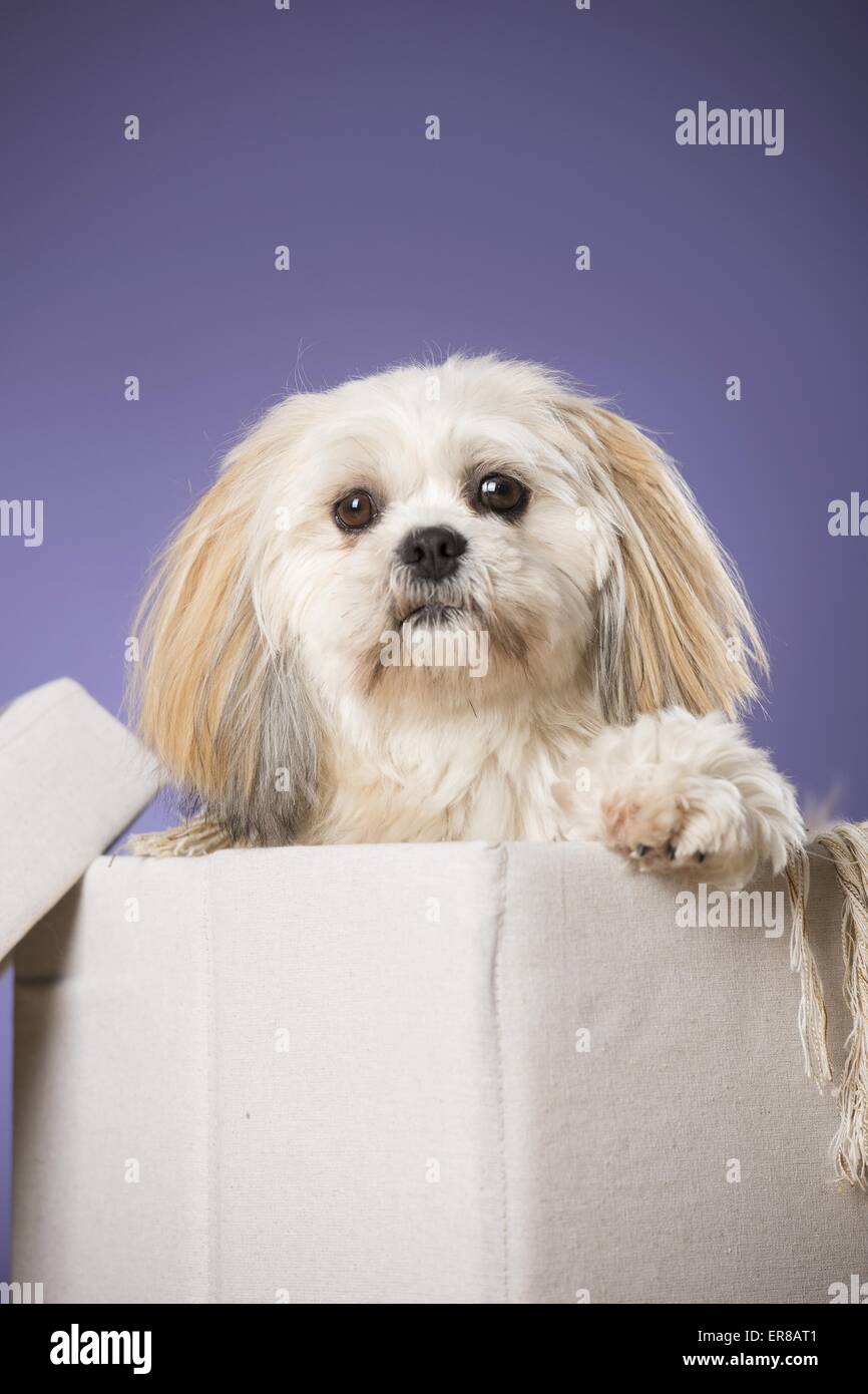 Lhasa Apso Portrait Stock Photo - Alamy