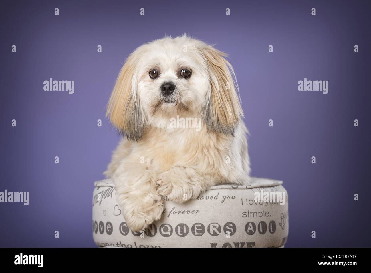 lying Lhasa Apso Stock Photo - Alamy