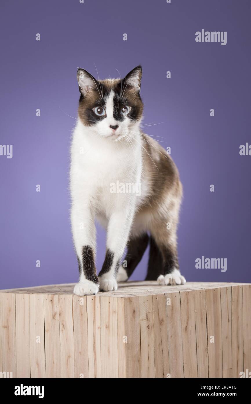 Snowshoe Mix Kittens