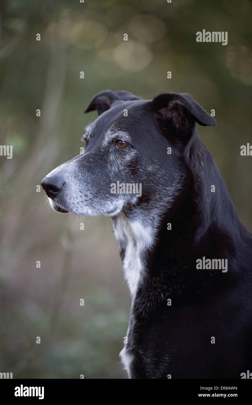 Elderly black labrador cross breed hi-res stock photography and images ...