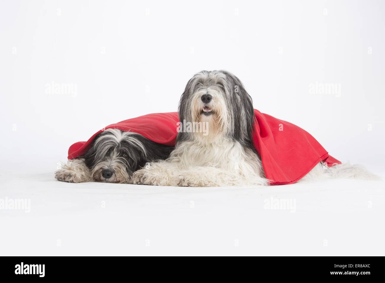 2 Polish Lowland Sheepdogs Stock Photo - Alamy