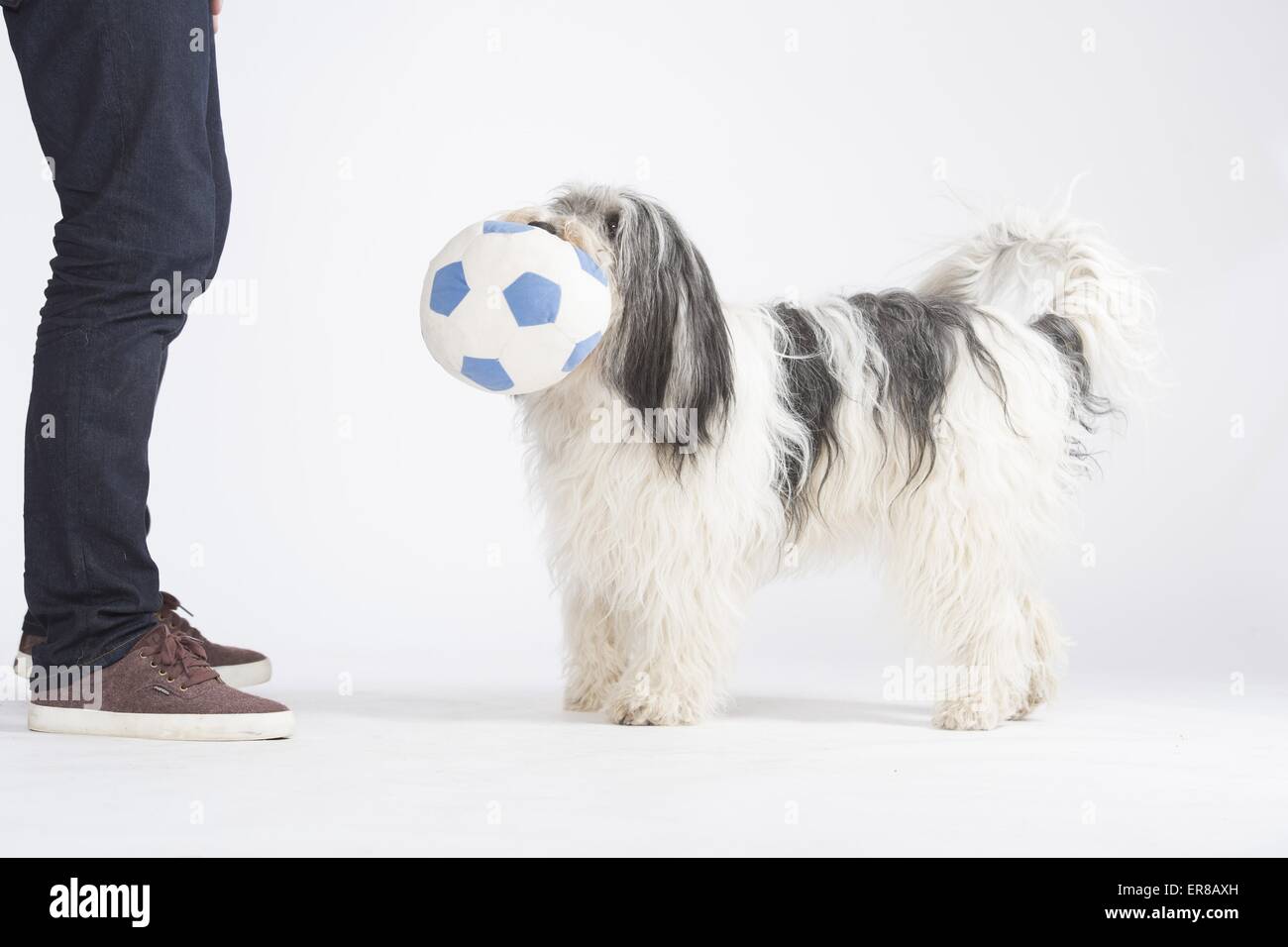 Polish Lowland Sheepdog with ball Stock Photo - Alamy