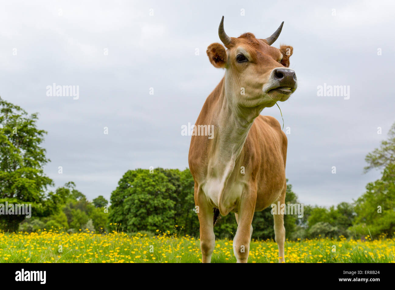Dairy cow in a meadow of buttercups during the spring Stock Photo - Alamy