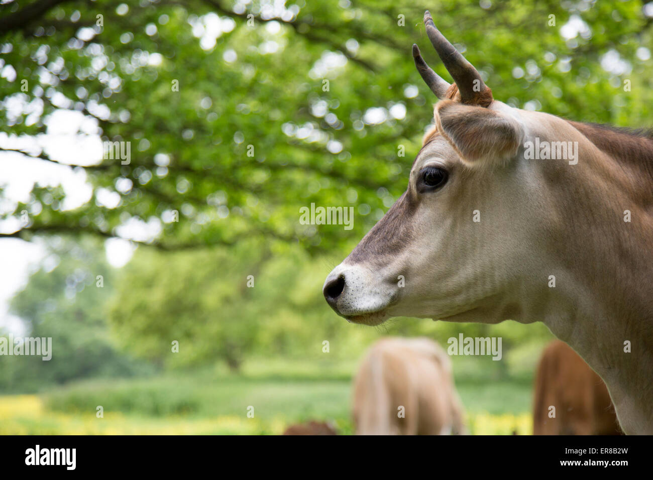 Dairy cow in a meadow of buttercups during the spring. Profile portrait ...