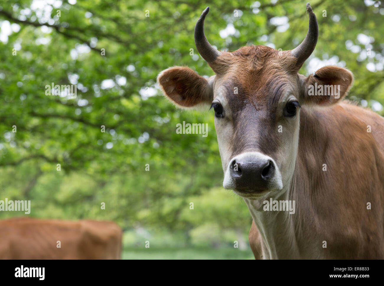 Dairy cow in a meadow of buttercups during the spring. Portrait with ...