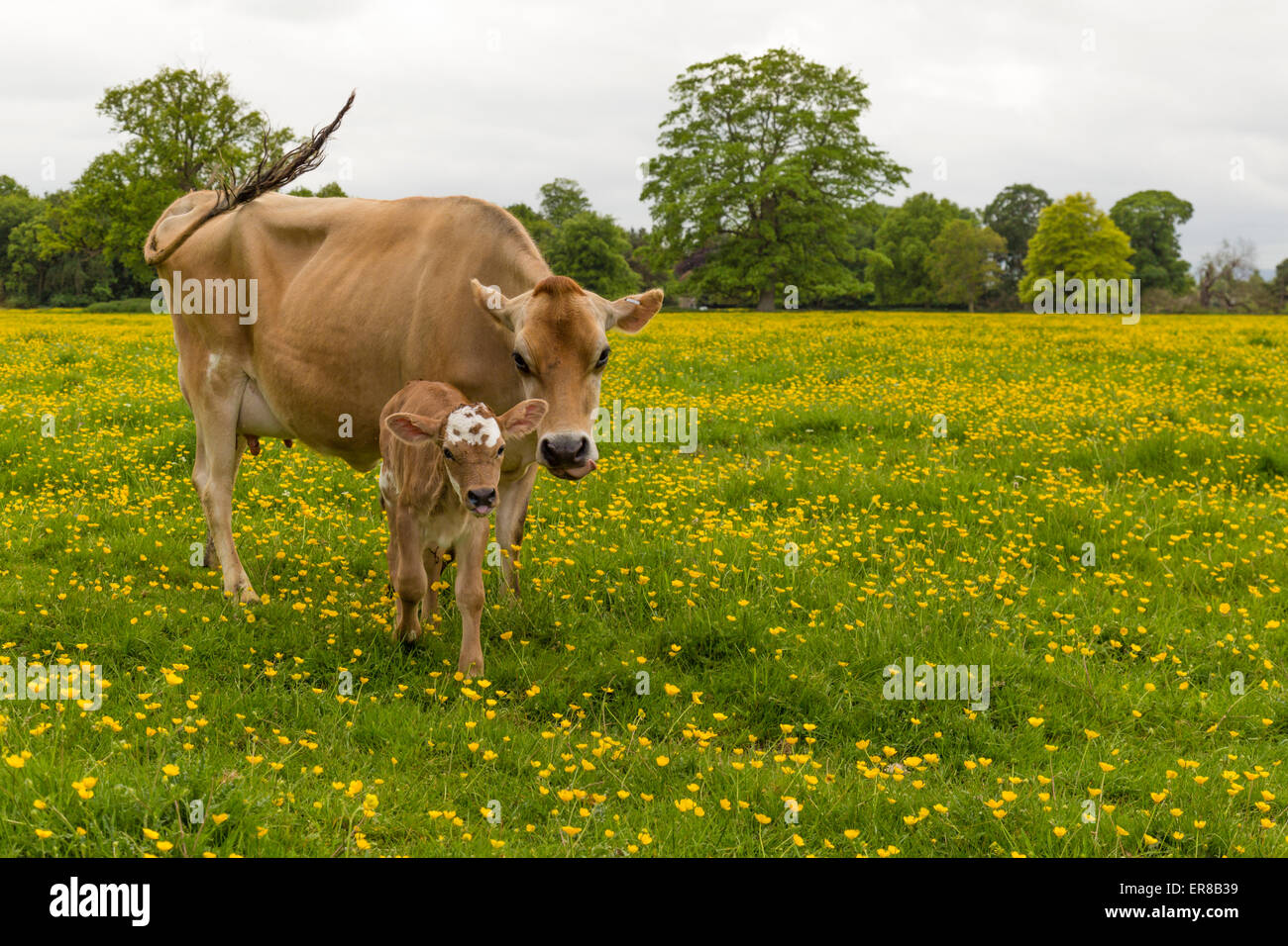 Dairy cow in a meadow of buttercups with it's calf Stock Photo - Alamy