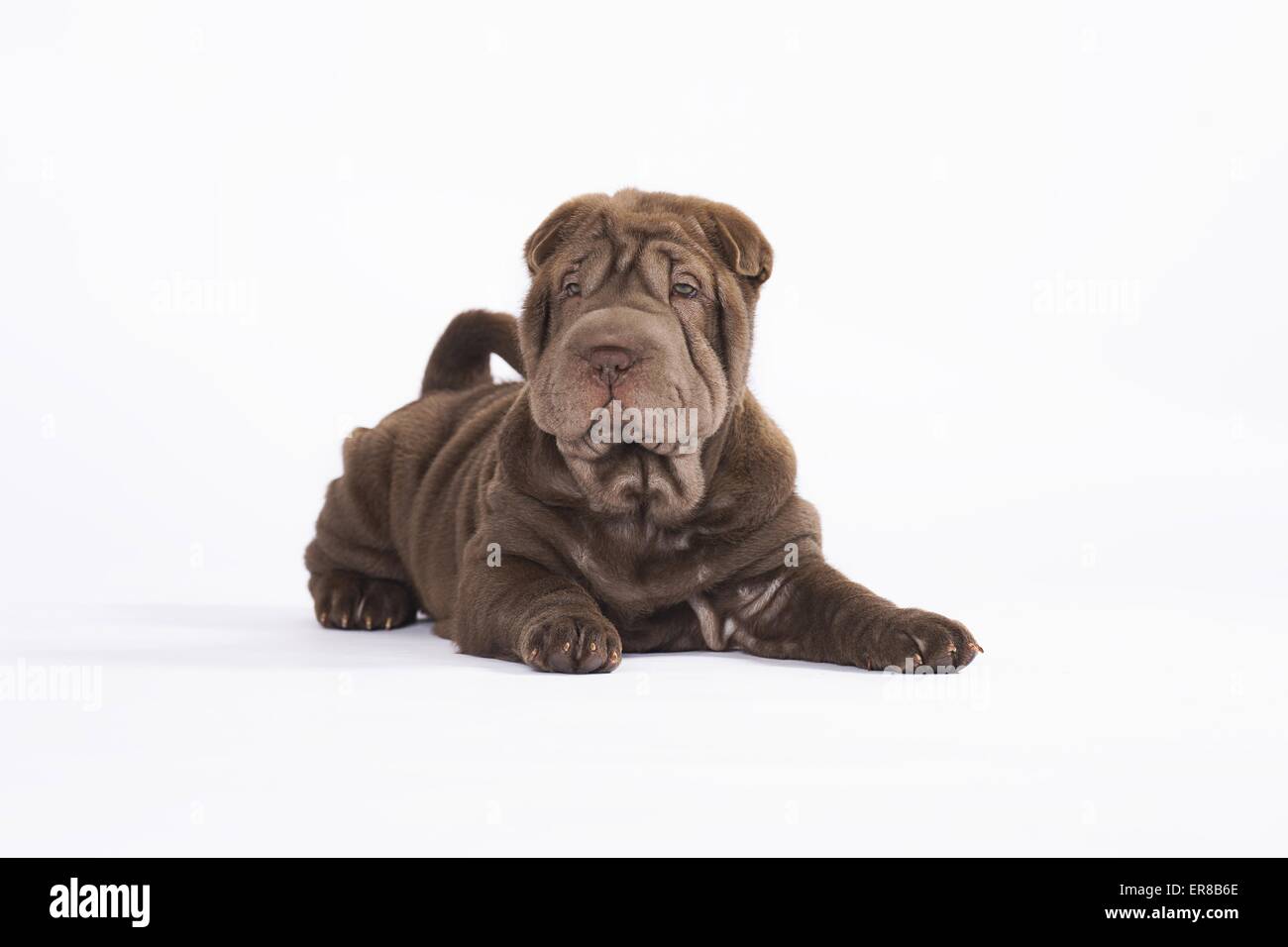Shar Pei Puppy Stock Photo - Alamy