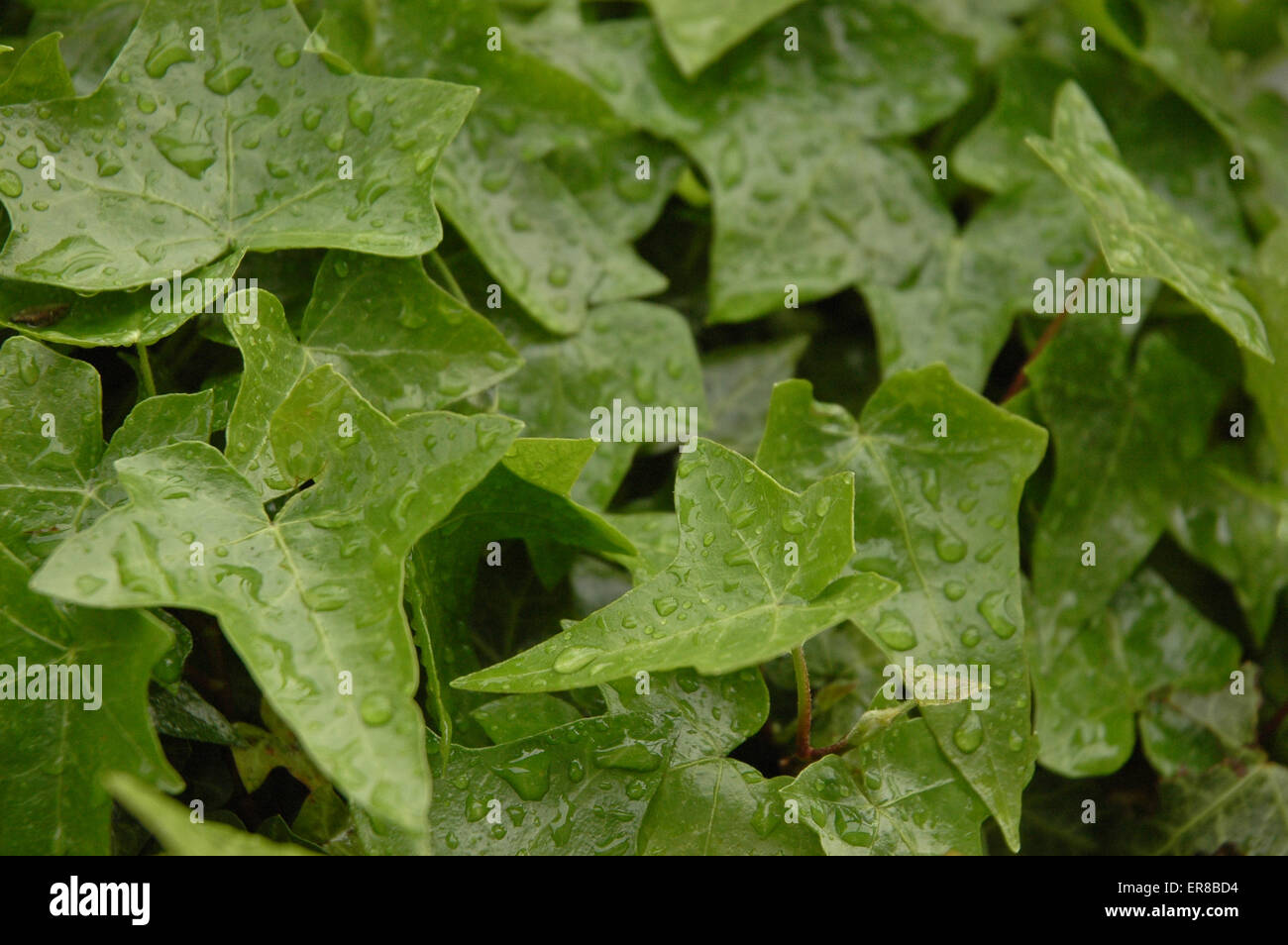 green plants after raining Stock Photo - Alamy