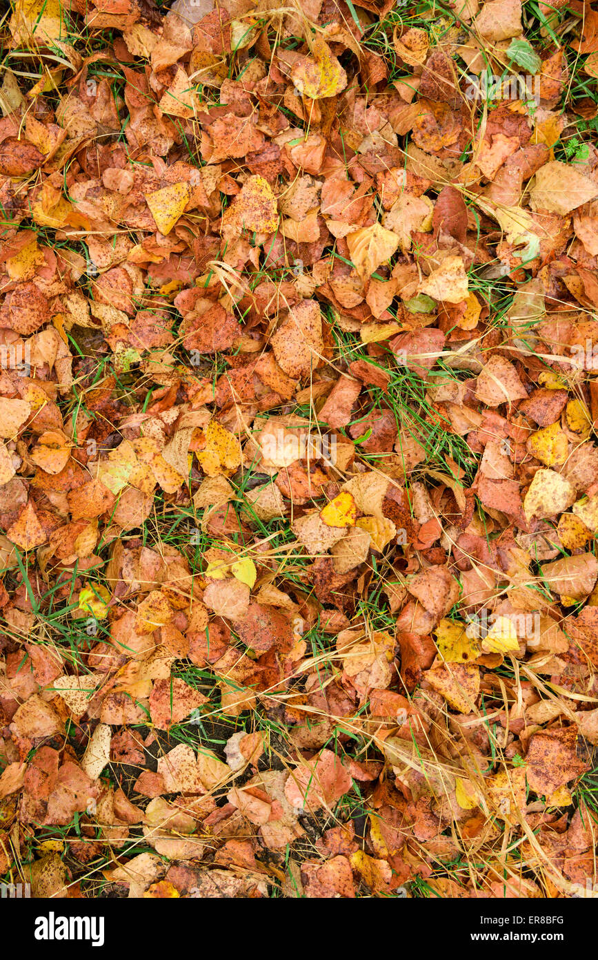 Wet autumn leaves after rain on ground as background Stock Photo - Alamy