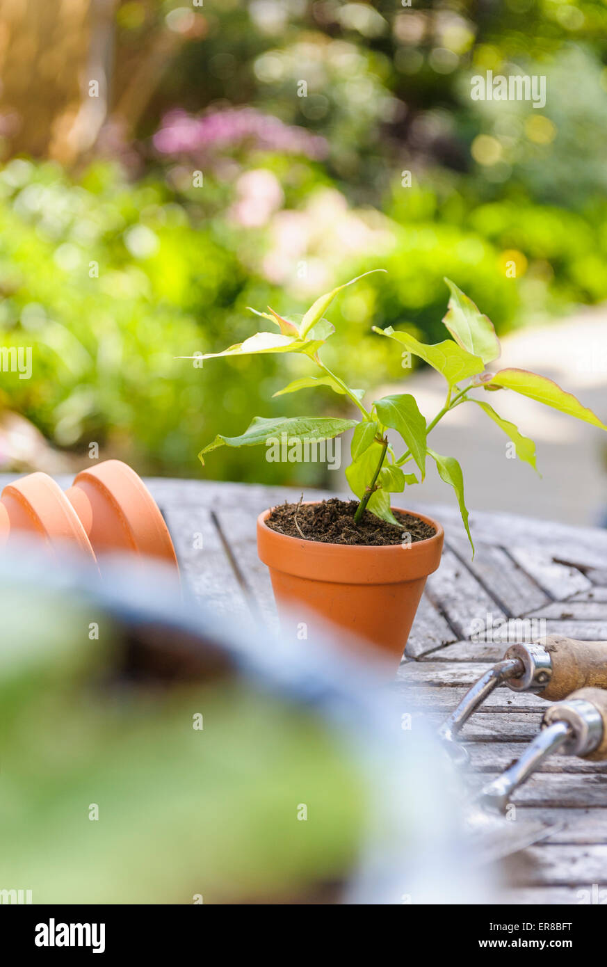 Young seedling being potted up, on a wooden table Stock Photo - Alamy