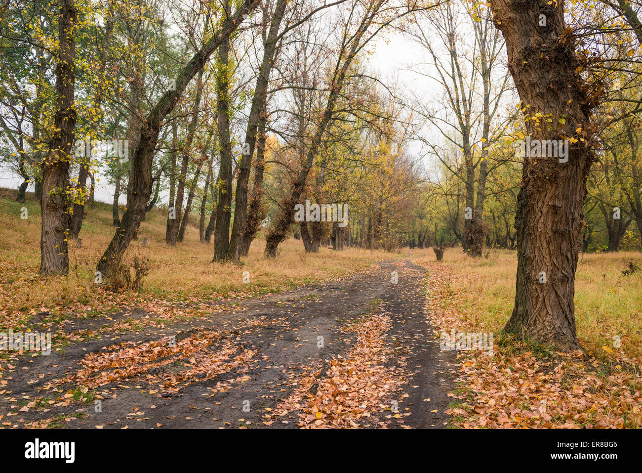 autumn forest after the rain Stock Photo - Alamy