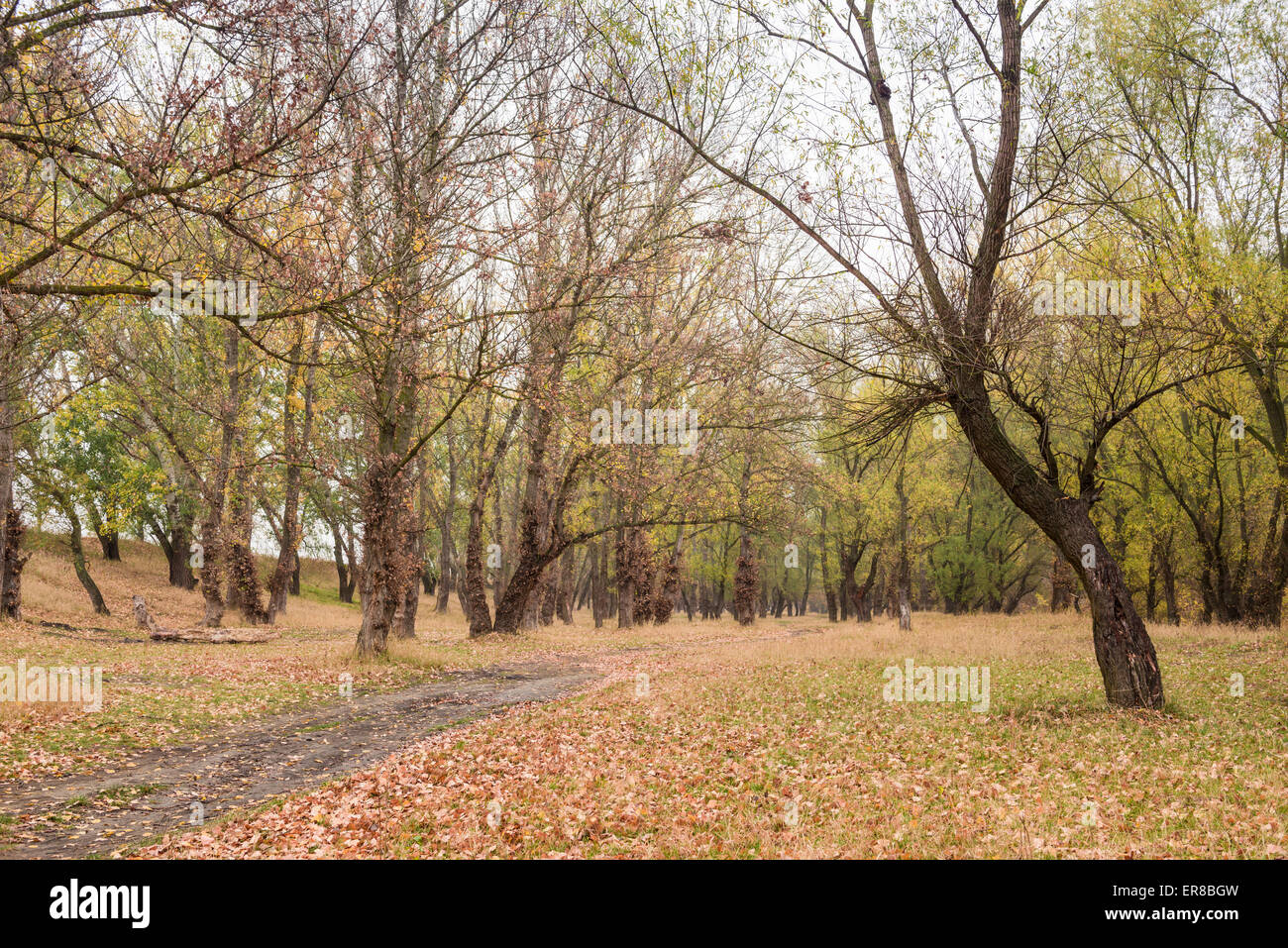 autumn forest after the rain Stock Photo - Alamy