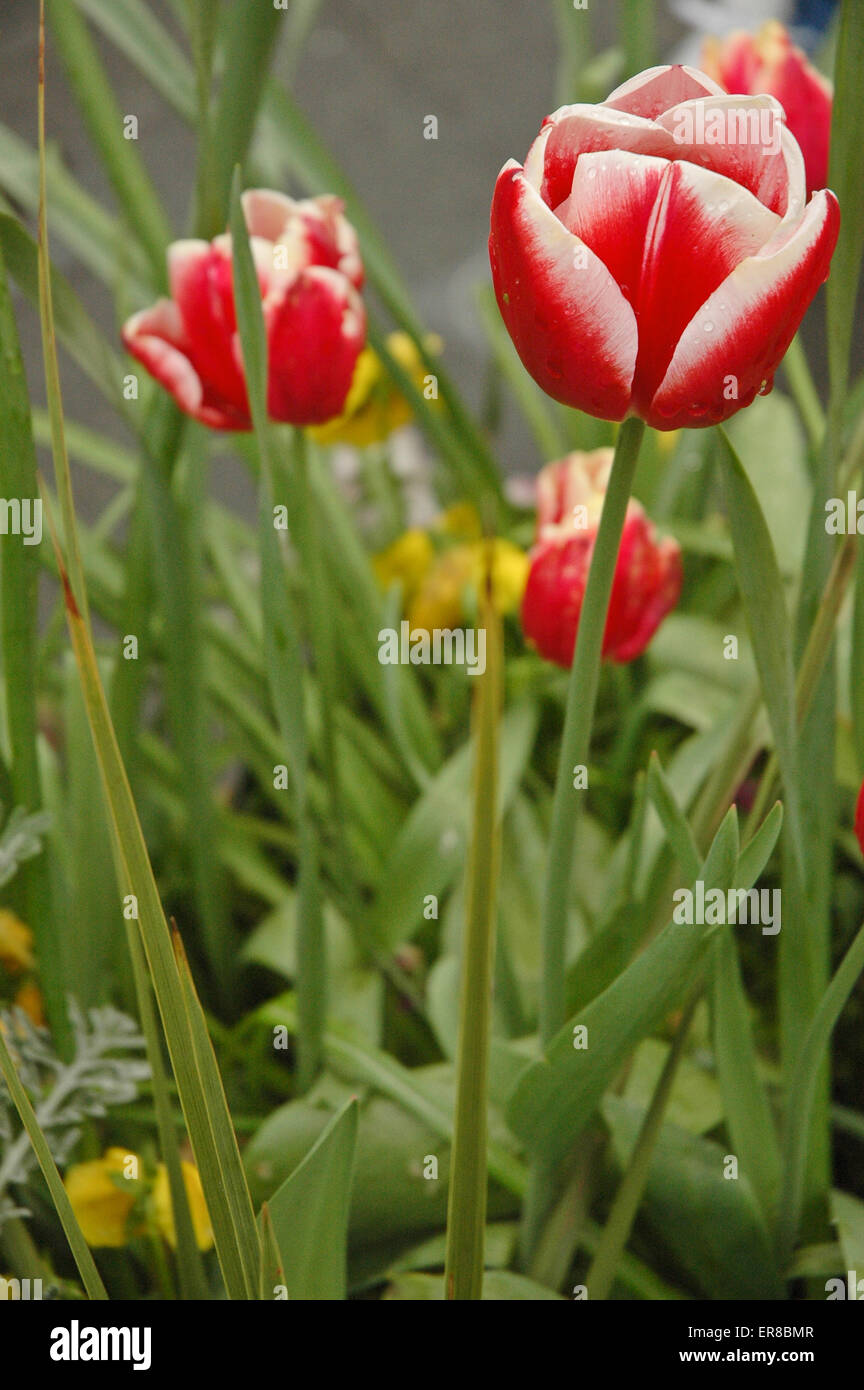 3 red tulips blooming in summer Stock Photo - Alamy