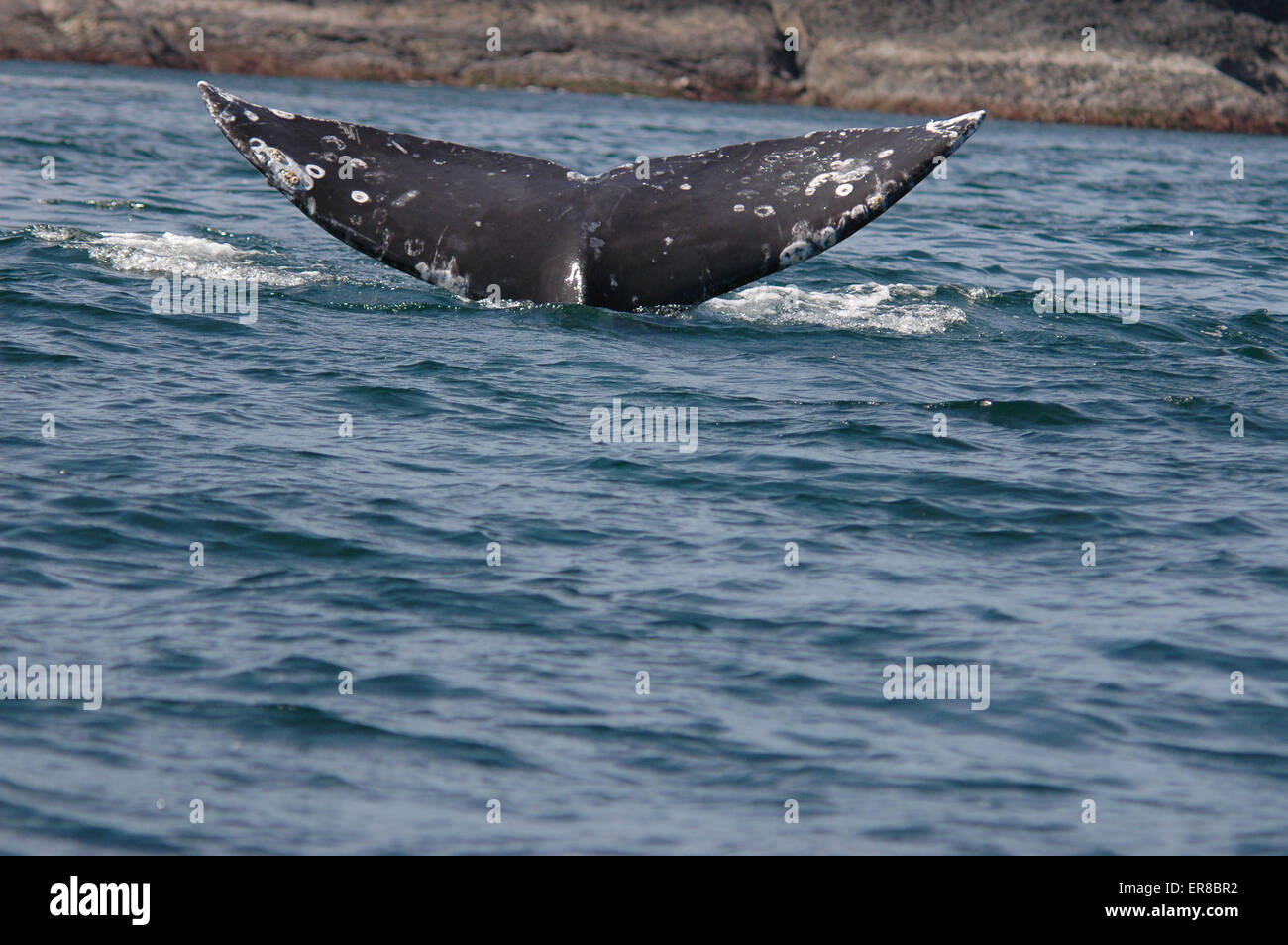 flipper of humpback whale Stock Photo - Alamy