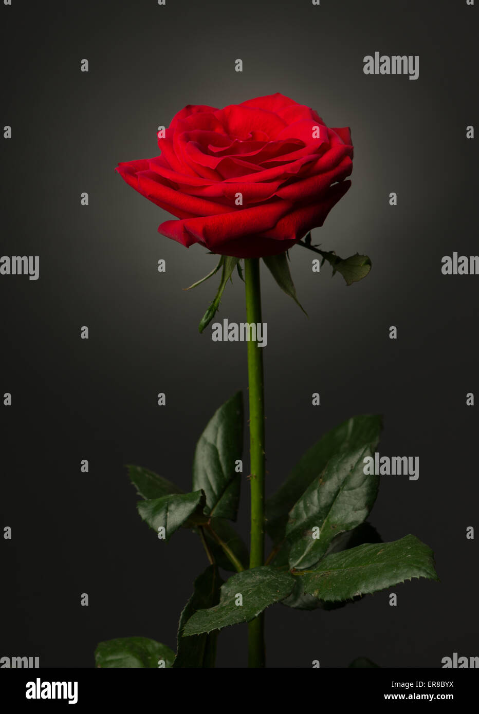 one red rose on black background Stock Photo - Alamy