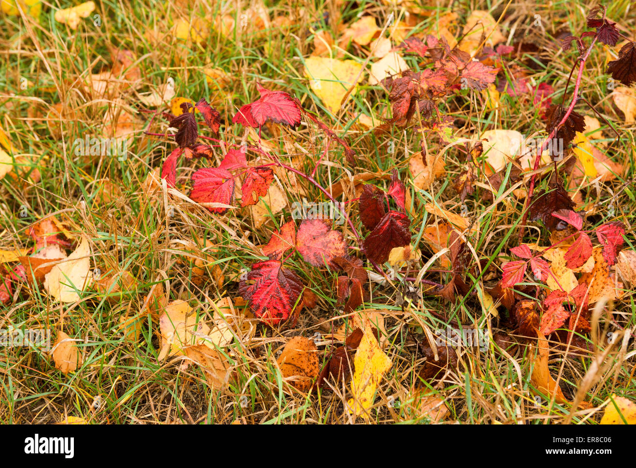 Wet autumn leaves after rain as background Stock Photo - Alamy