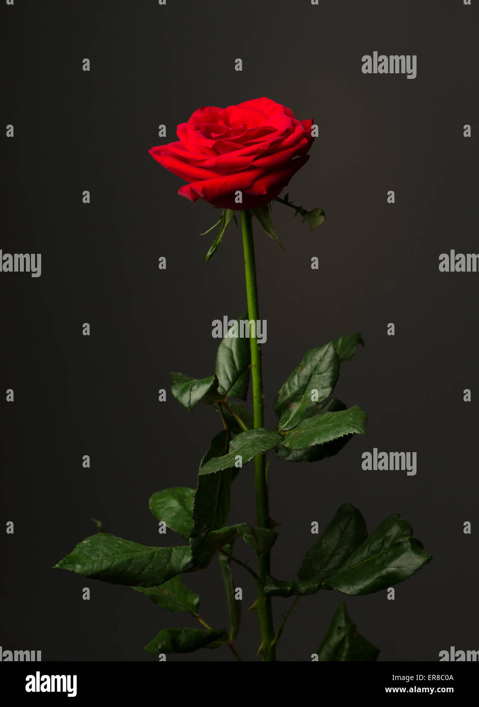 one red rose on black background Stock Photo - Alamy