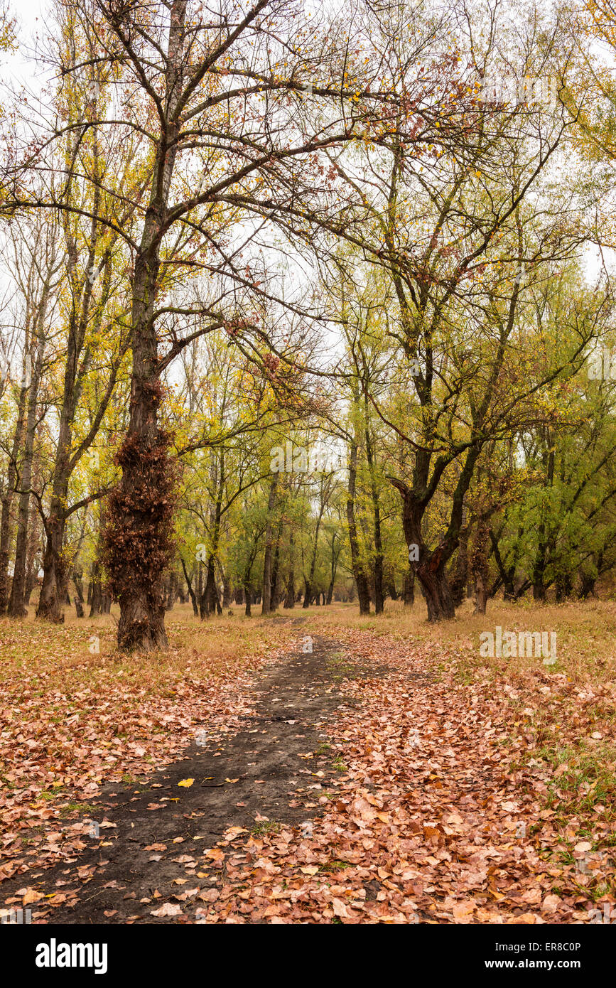 autumn forest after the rain Stock Photo - Alamy