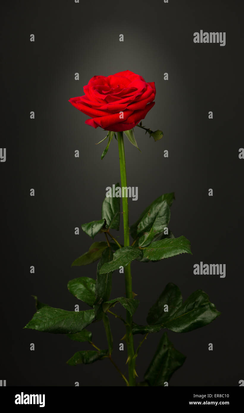 one red rose on black background Stock Photo - Alamy