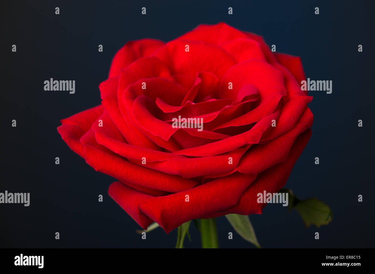 one red rose on black background Stock Photo - Alamy
