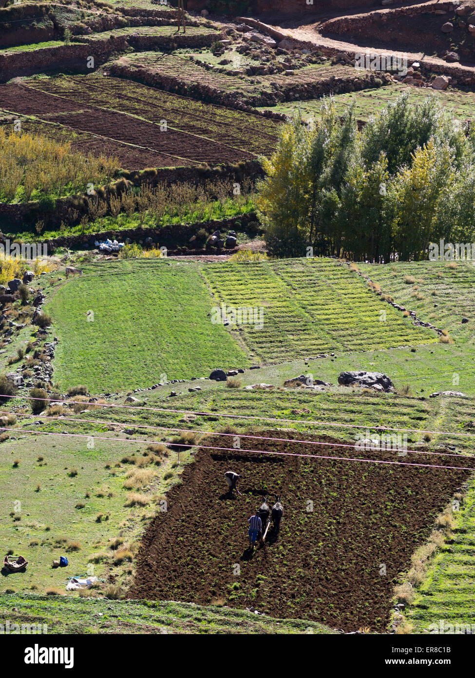 Moroccan field hi-res stock photography and images - Alamy