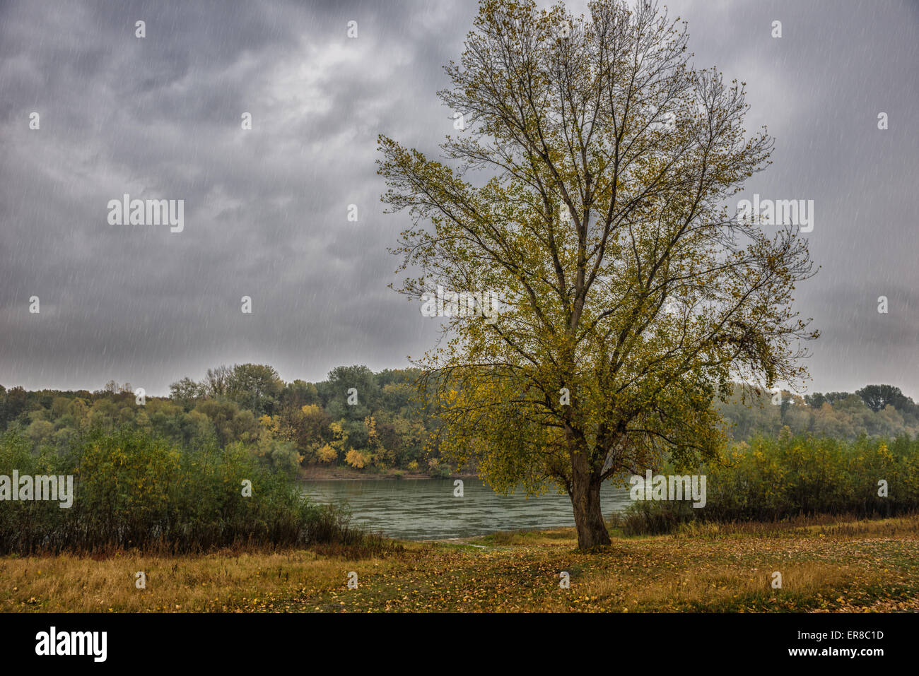 the rain in autumn forest Stock Photo - Alamy